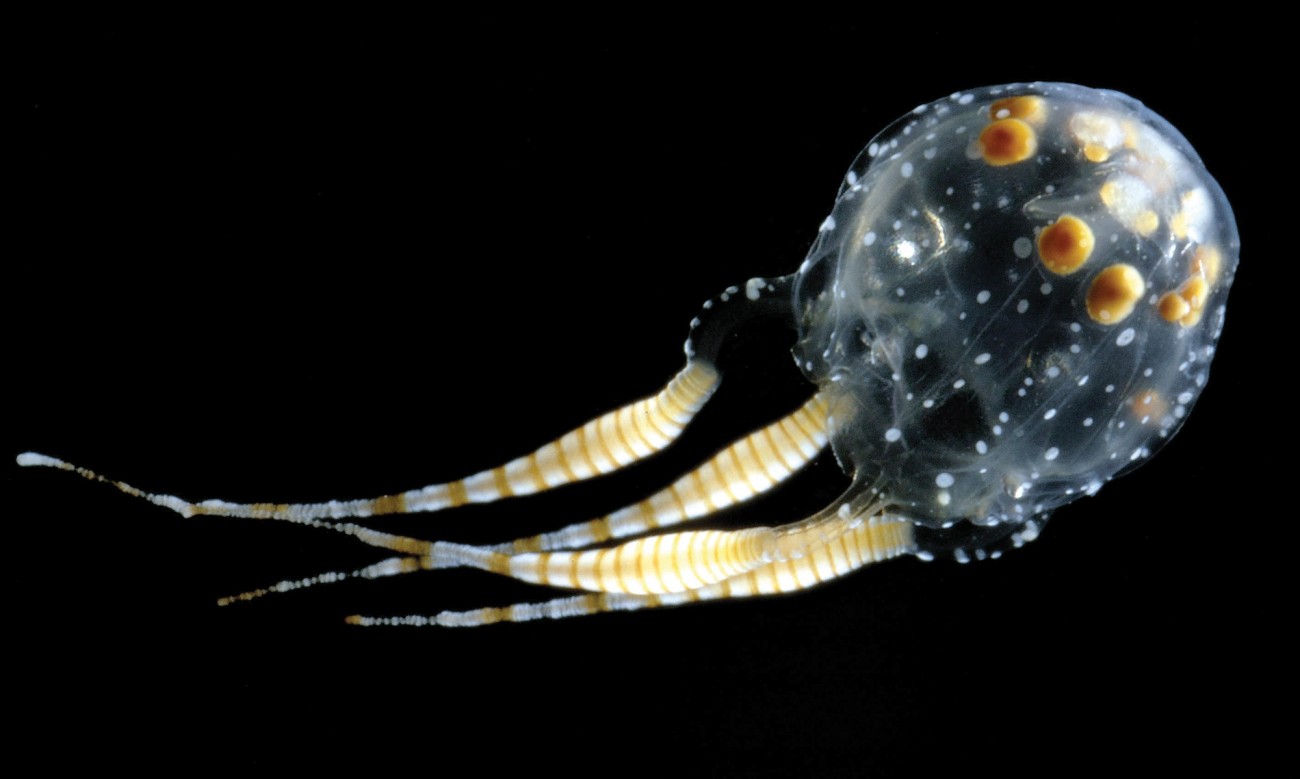 Jellyfish | New Zealand Geographic