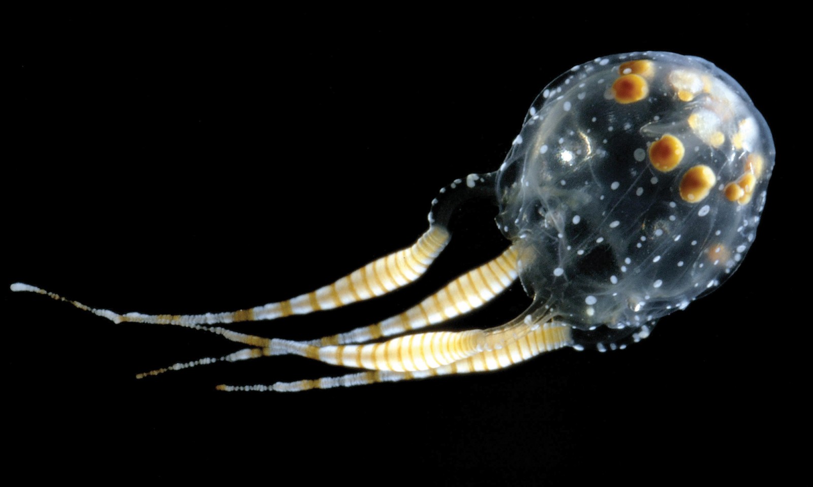 Jellyfish | New Zealand Geographic