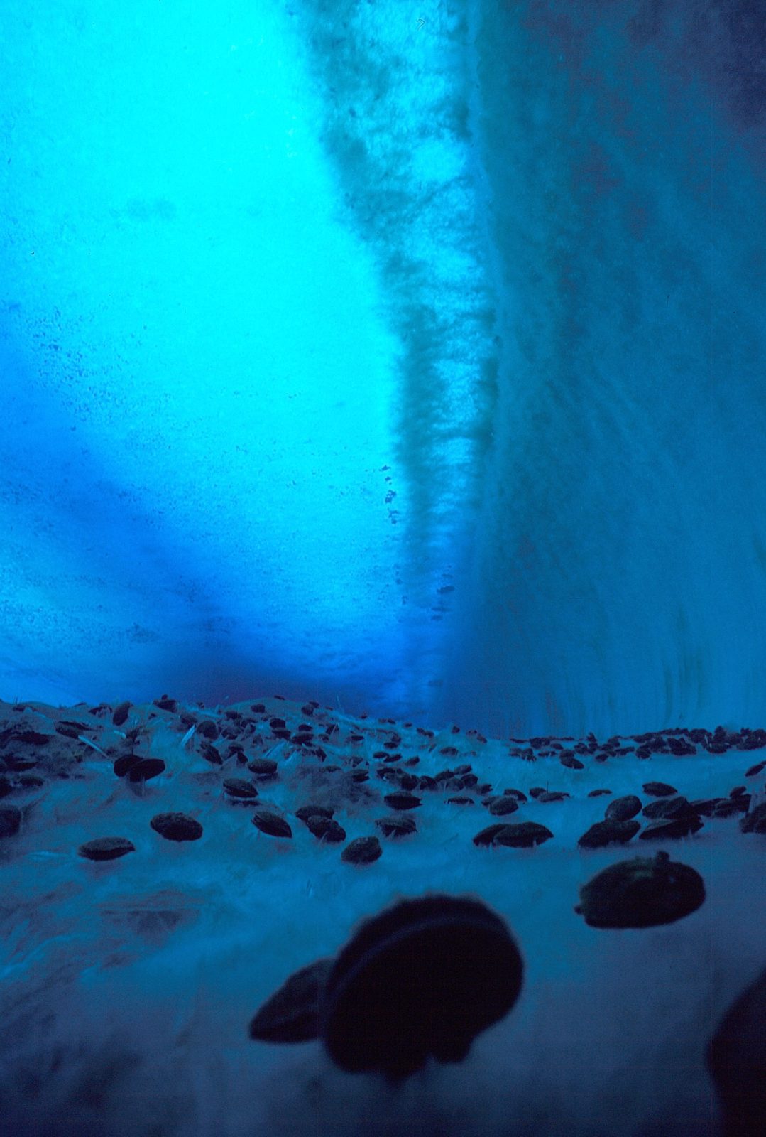 Under the Ice | New Zealand Geographic