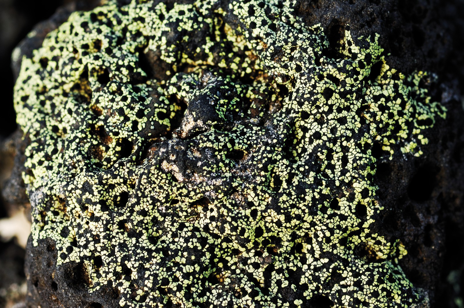 The microscopic world of lichens | New Zealand Geographic