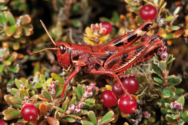Colour Morphs | New Zealand Geographic