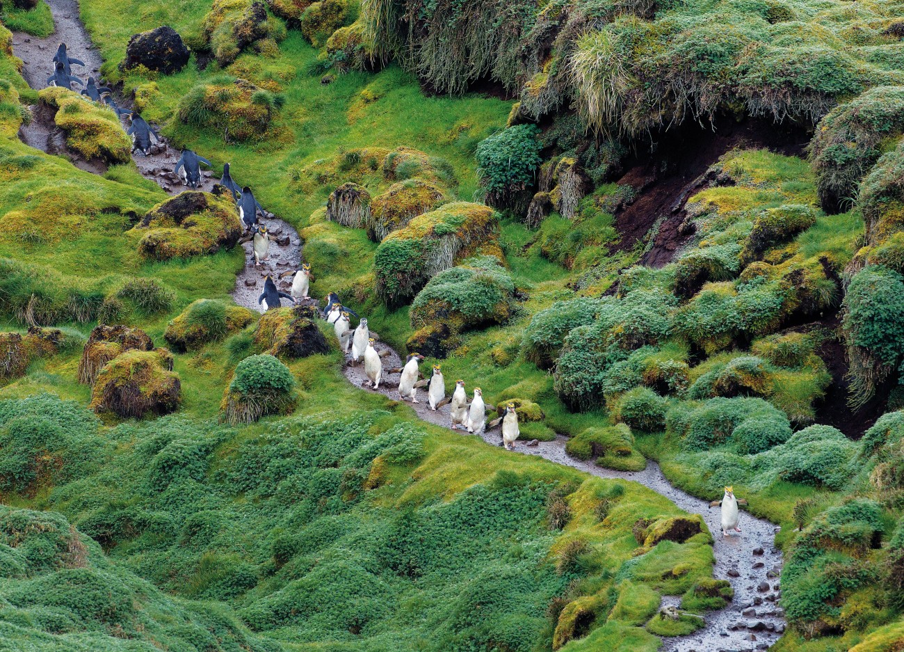 Tales of the subantarctic | New Zealand Geographic