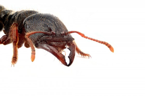 Lessons from little creatures | New Zealand Geographic