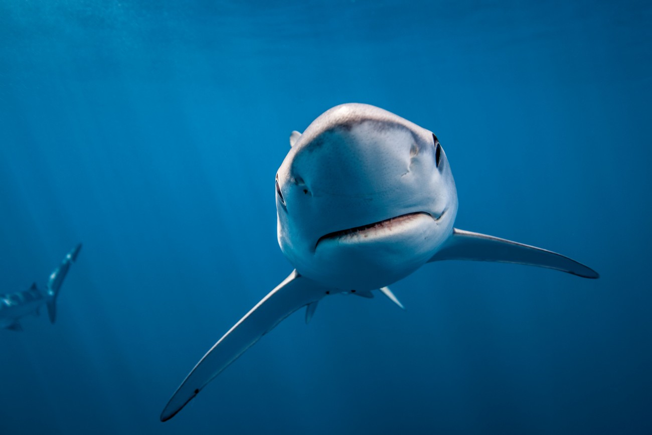 Denizens of the Deep | New Zealand Geographic