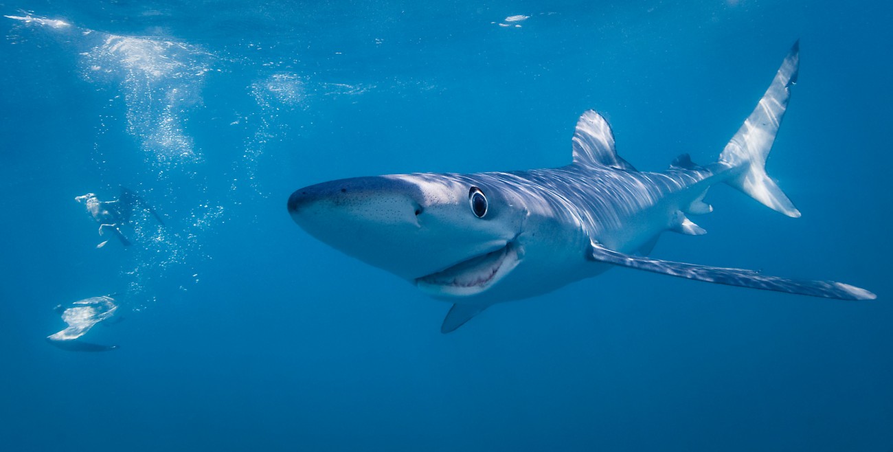 Denizens of the Deep | New Zealand Geographic