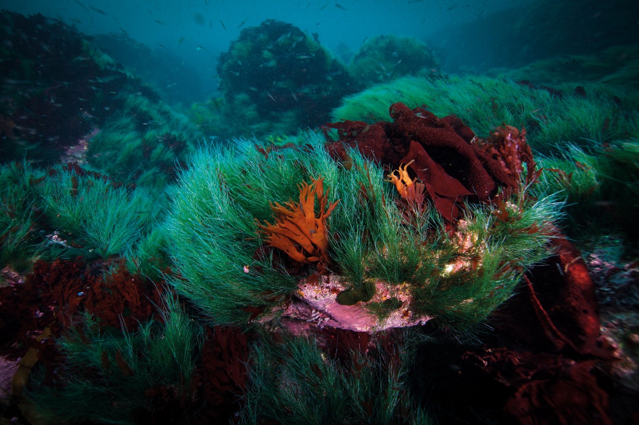 The Voice of Tangaroa | New Zealand Geographic