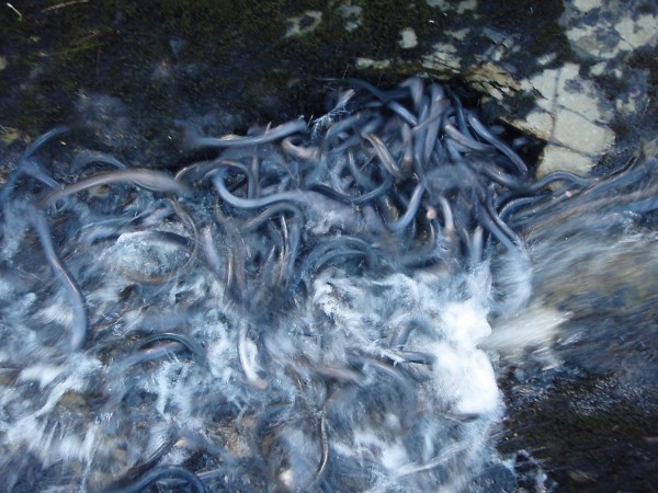 Blood suckers | New Zealand Geographic