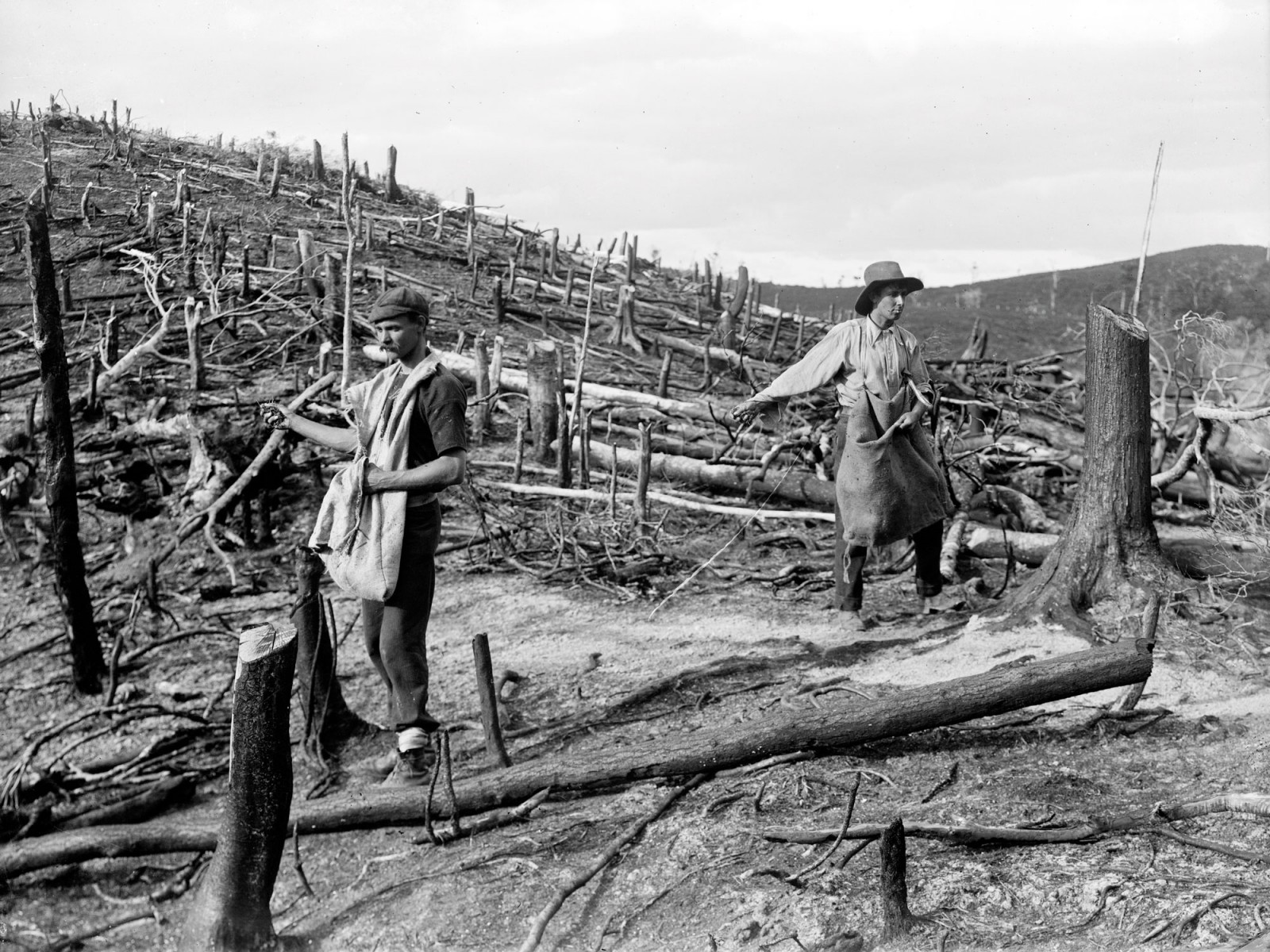 The future of our forests | New Zealand Geographic
