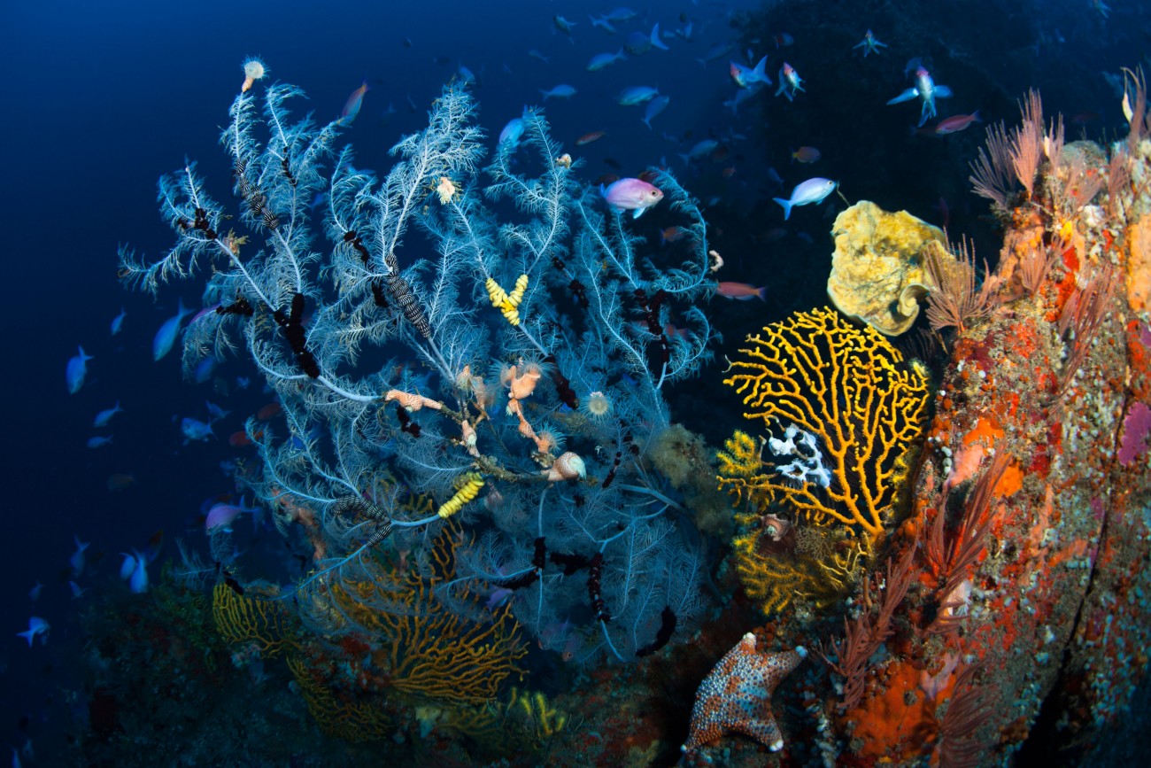 The Voice of Tangaroa | New Zealand Geographic