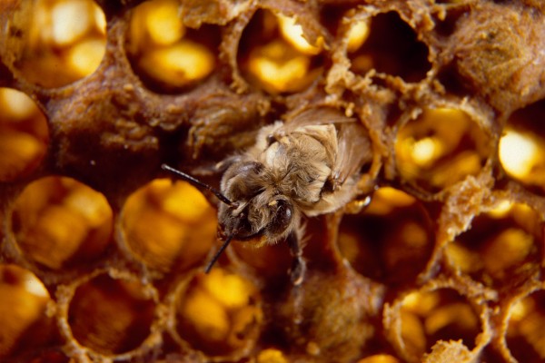 The amazing bee | New Zealand Geographic