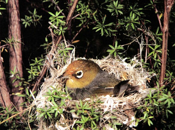 New immigrants | New Zealand Geographic