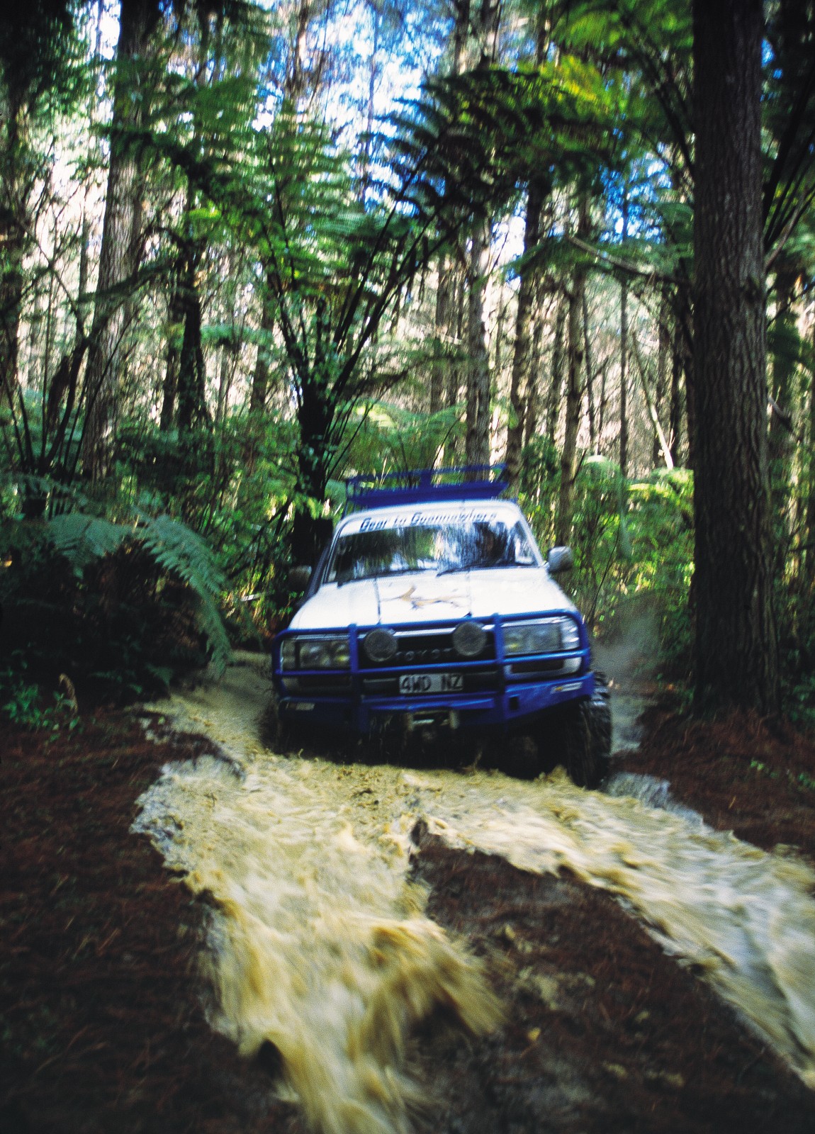Riverhead: An urban forest | New Zealand Geographic