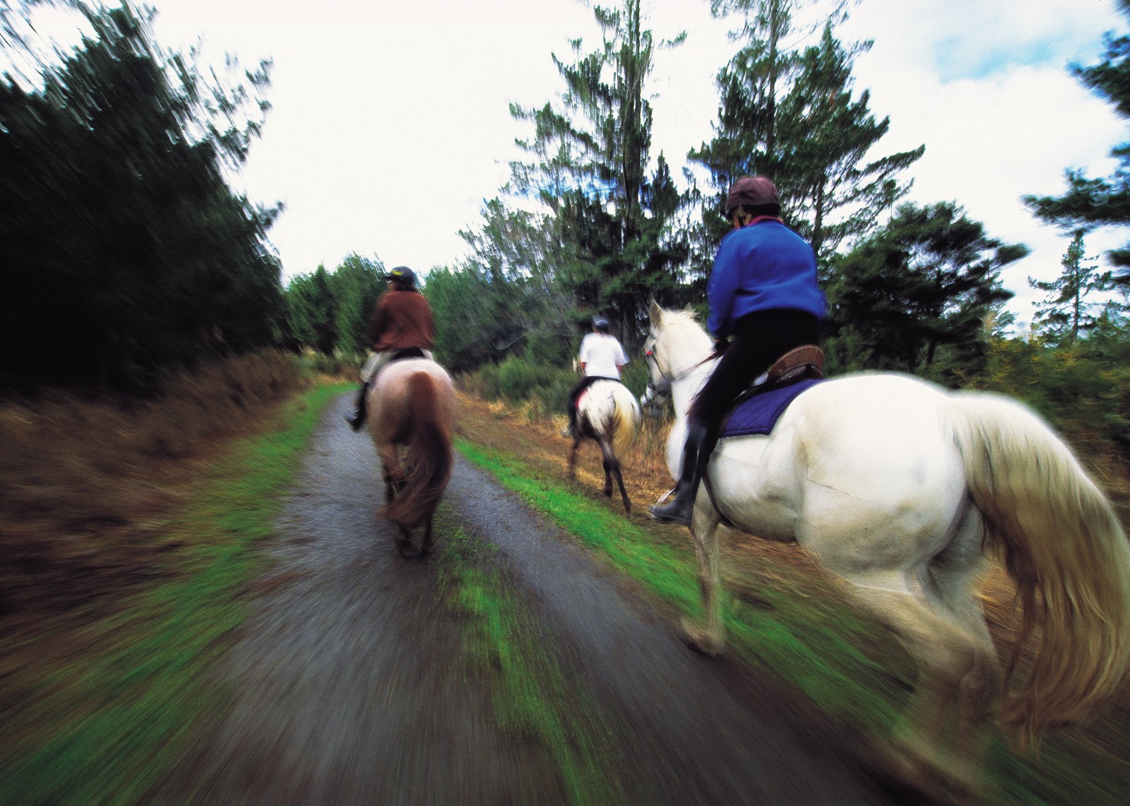 Riverhead: An urban forest | New Zealand Geographic