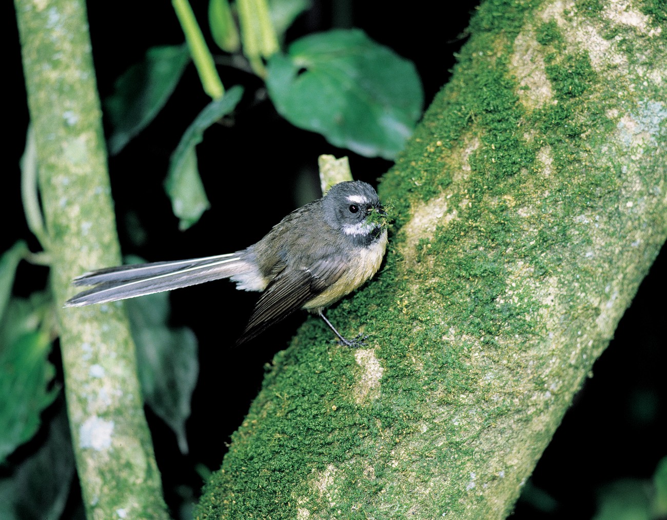 Silence of the Fantails | New Zealand Geographic