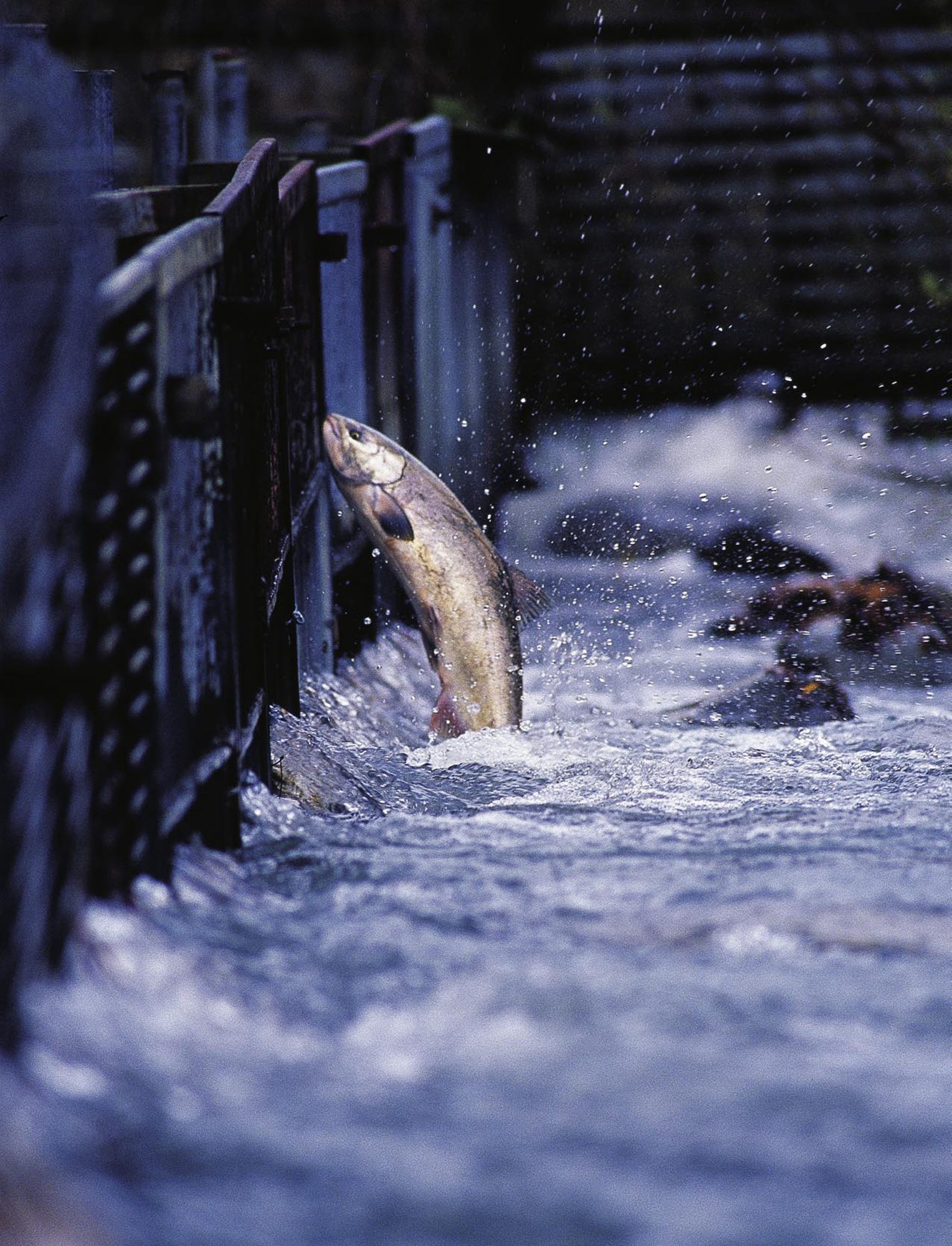 Salmon: the miracle fish | New Zealand Geographic