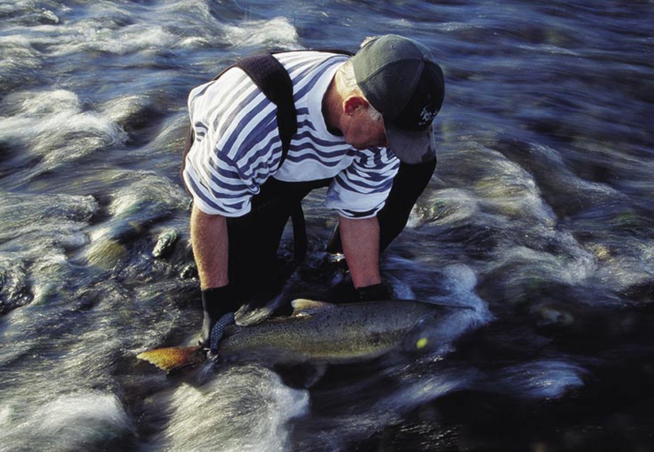 Salmon: the miracle fish | New Zealand Geographic