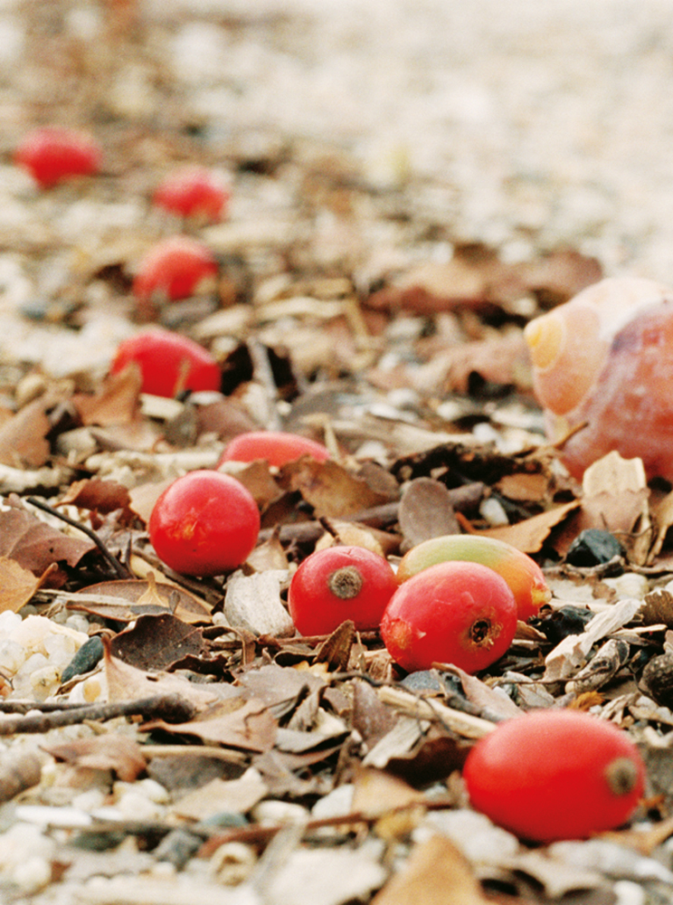 Nikau: the Kiwi palm | New Zealand Geographic
