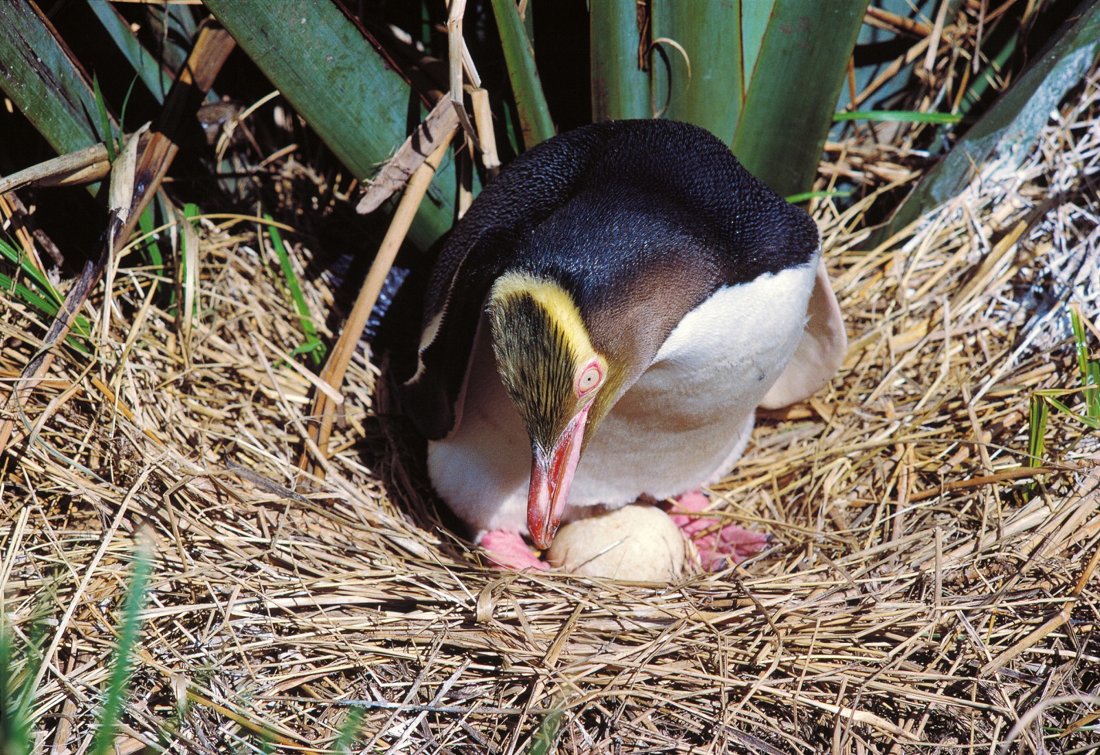 Hoiho—still on the brink | New Zealand Geographic