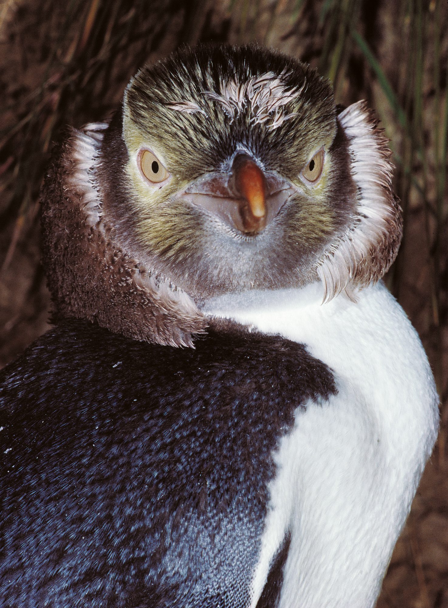 Hoiho—still on the brink | New Zealand Geographic