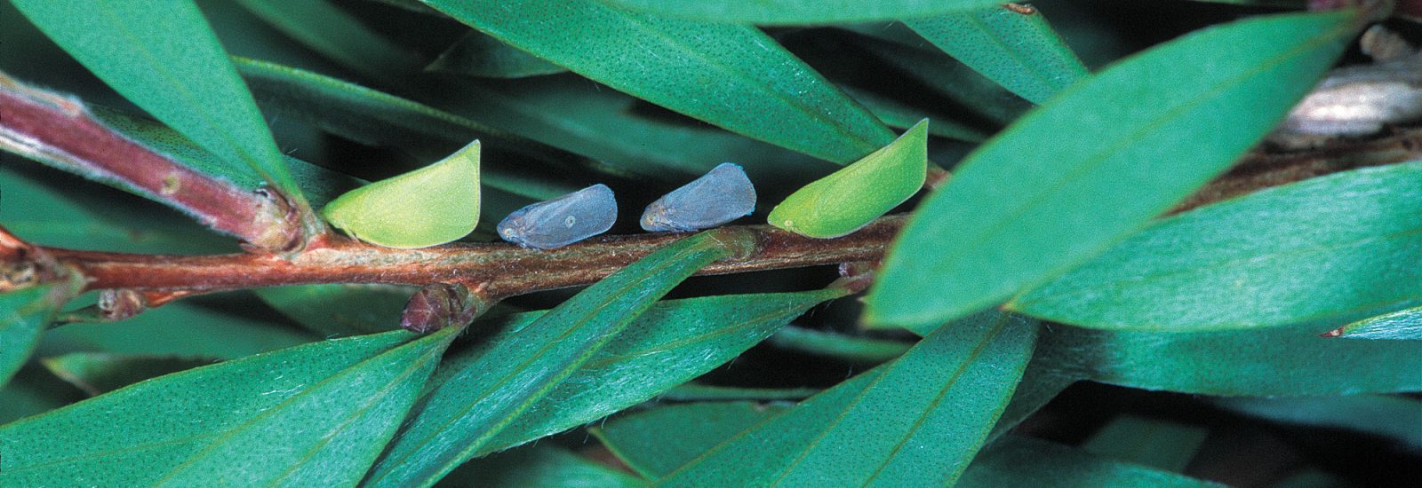 Garden Insects | New Zealand Geographic