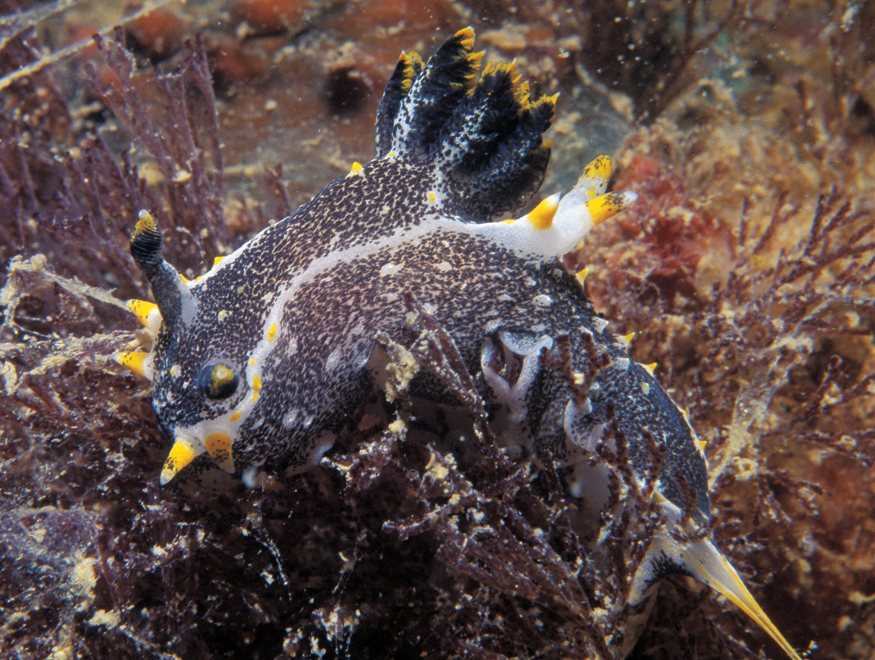 Beautiful slugs | New Zealand Geographic