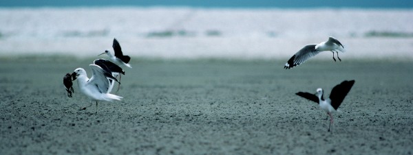 Black-backed gulls | New Zealand Geographic