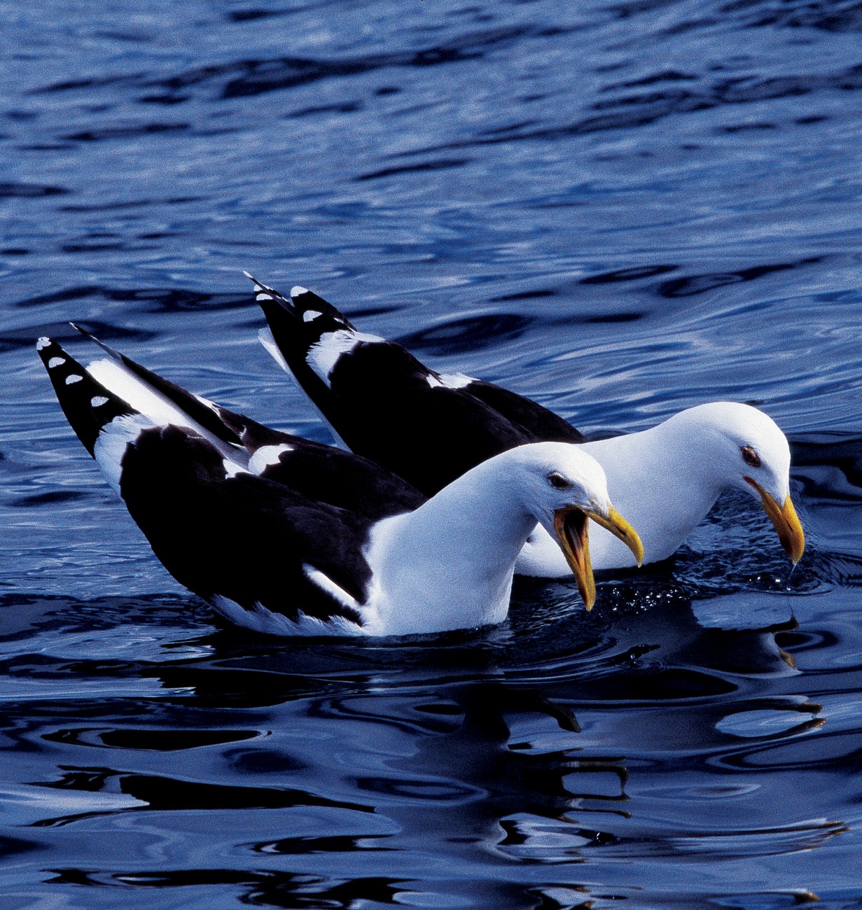 Black-backed gulls | New Zealand Geographic