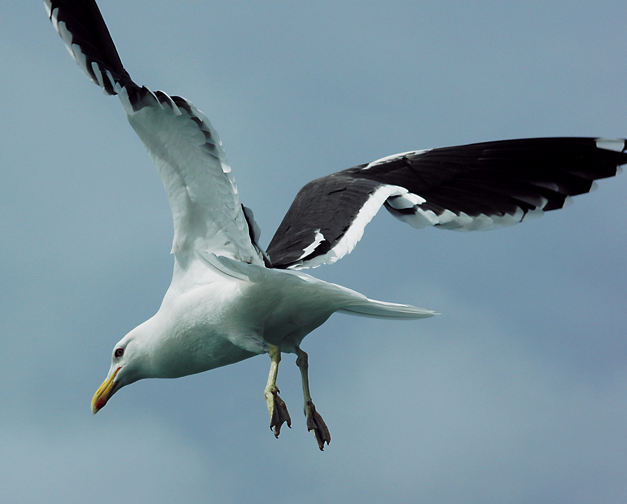 Black-backed gulls | New Zealand Geographic