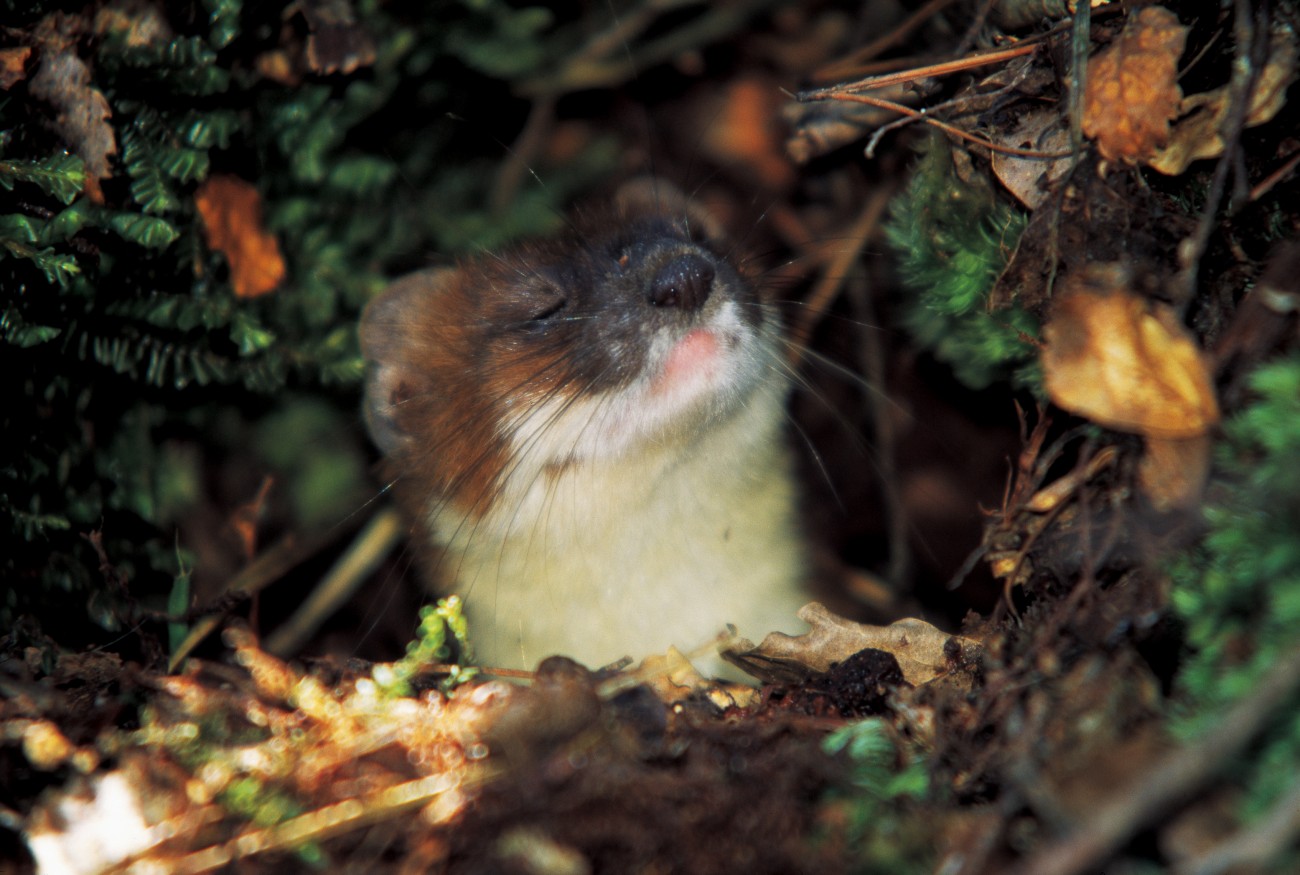 The menace of stoats | New Zealand Geographic