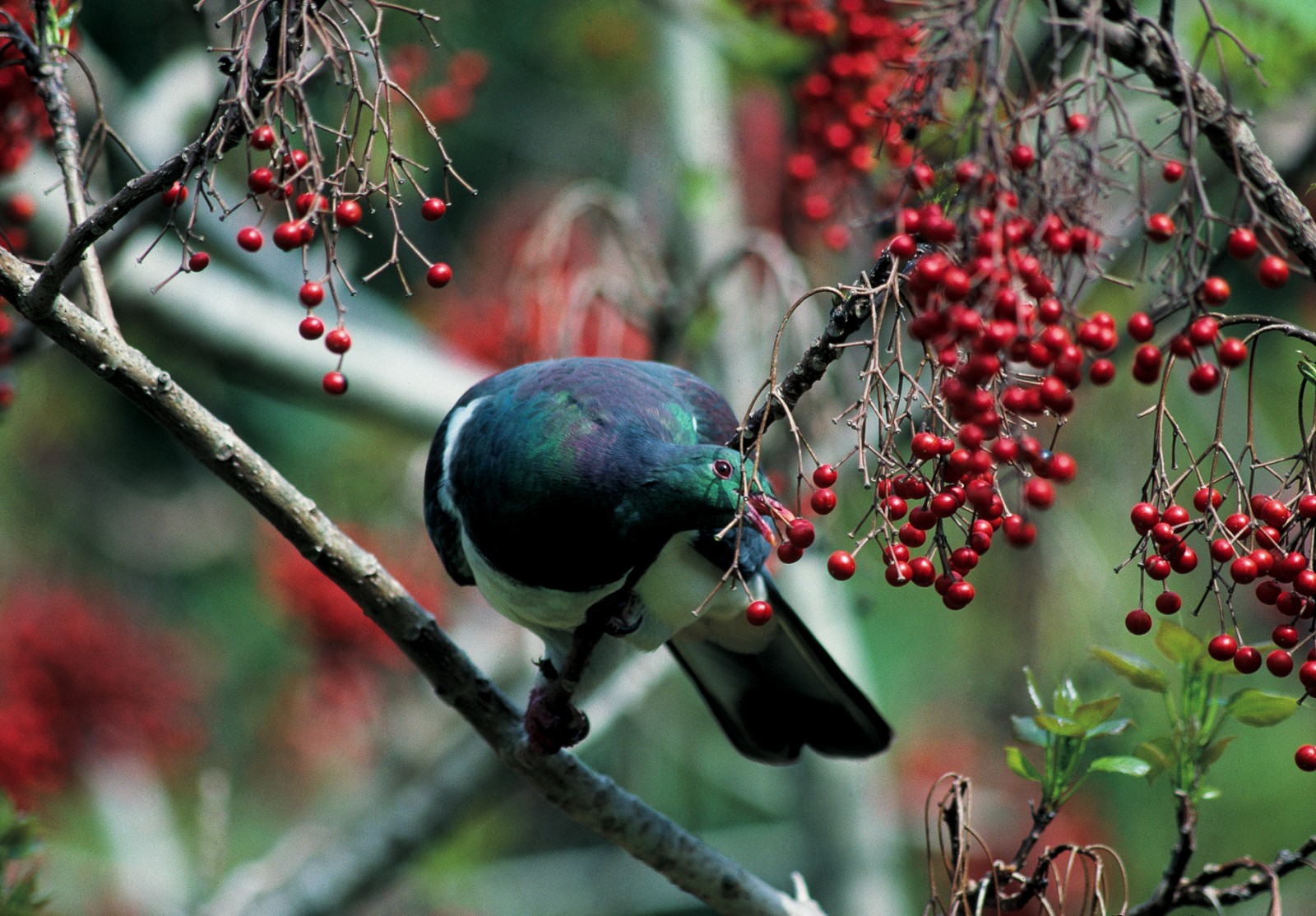 Suburban birds | New Zealand Geographic