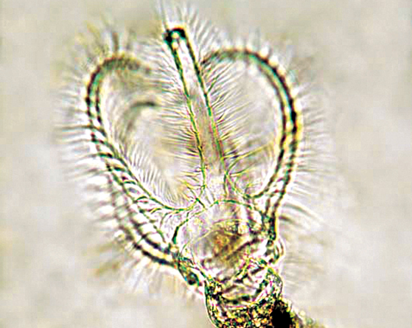 Invertebrate biodiversity | New Zealand Geographic