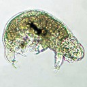 Invertebrate biodiversity | New Zealand Geographic