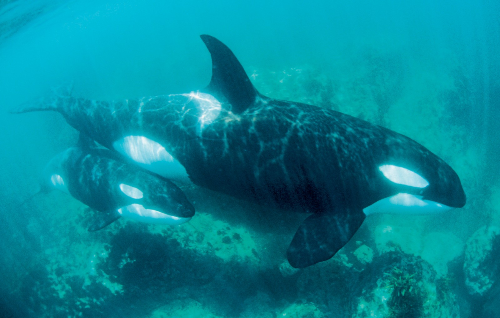 Orca - Dressed to Kill | New Zealand Geographic