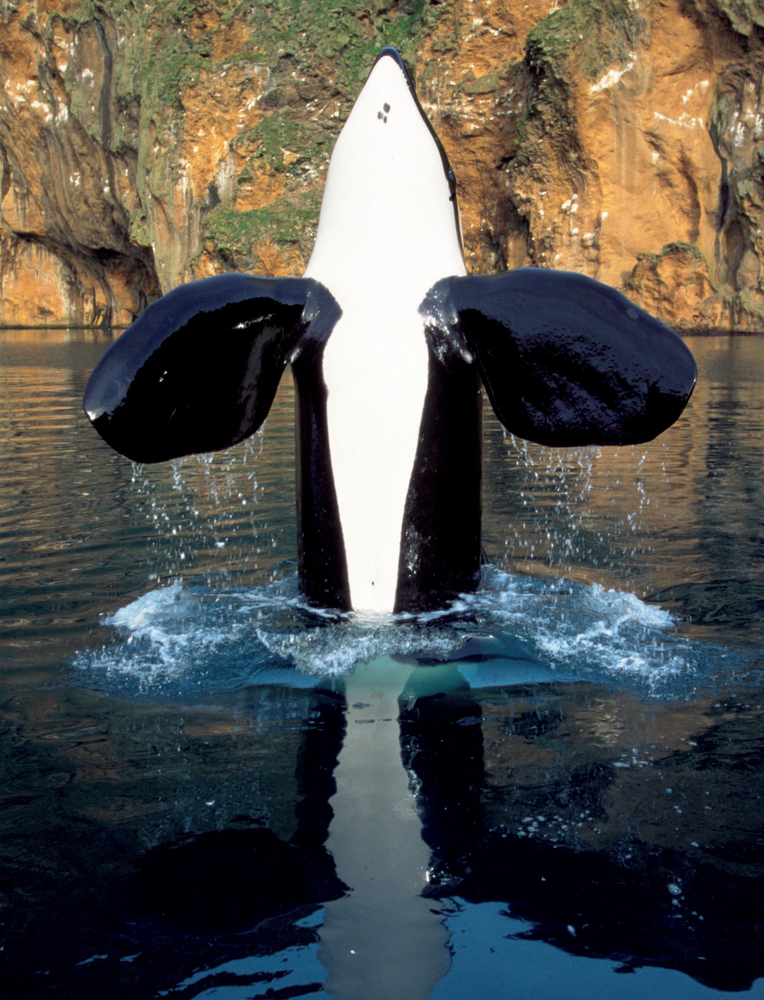 Orca - Dressed to Kill | New Zealand Geographic