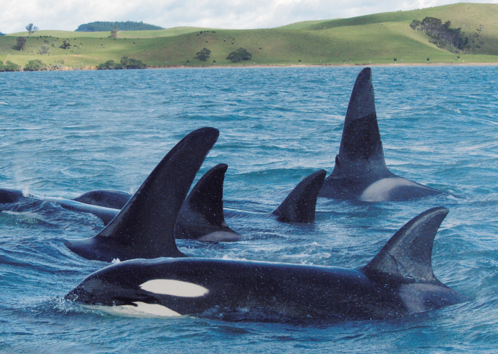 Orca - Dressed to Kill | New Zealand Geographic