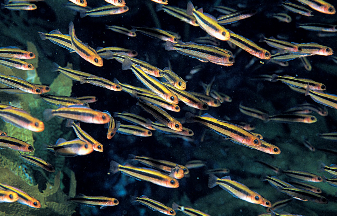 Triplefins | New Zealand Geographic