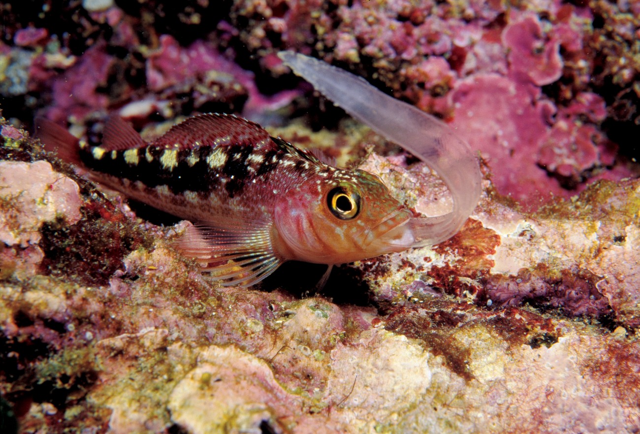 Triplefins | New Zealand Geographic