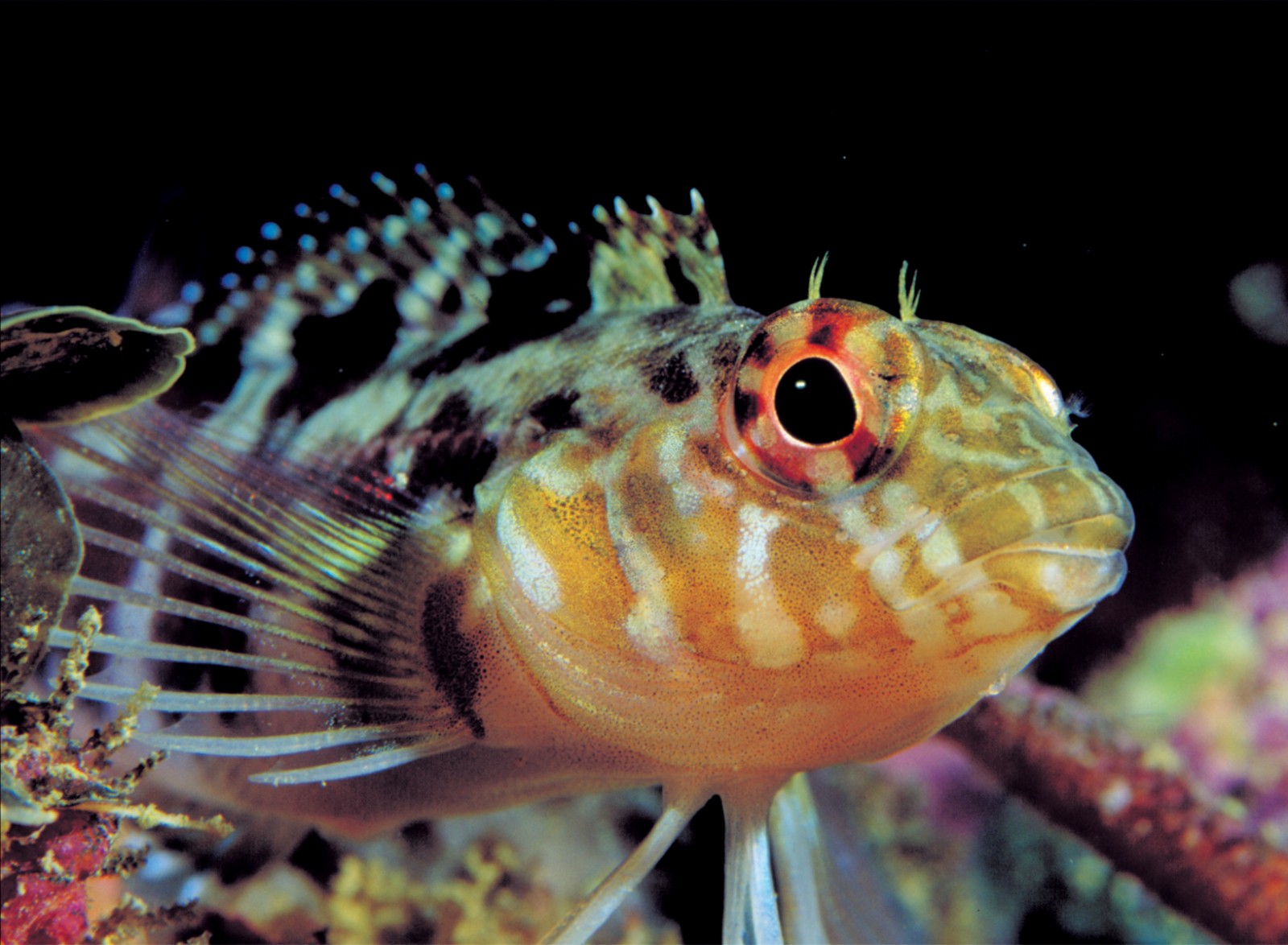 Triplefins | New Zealand Geographic