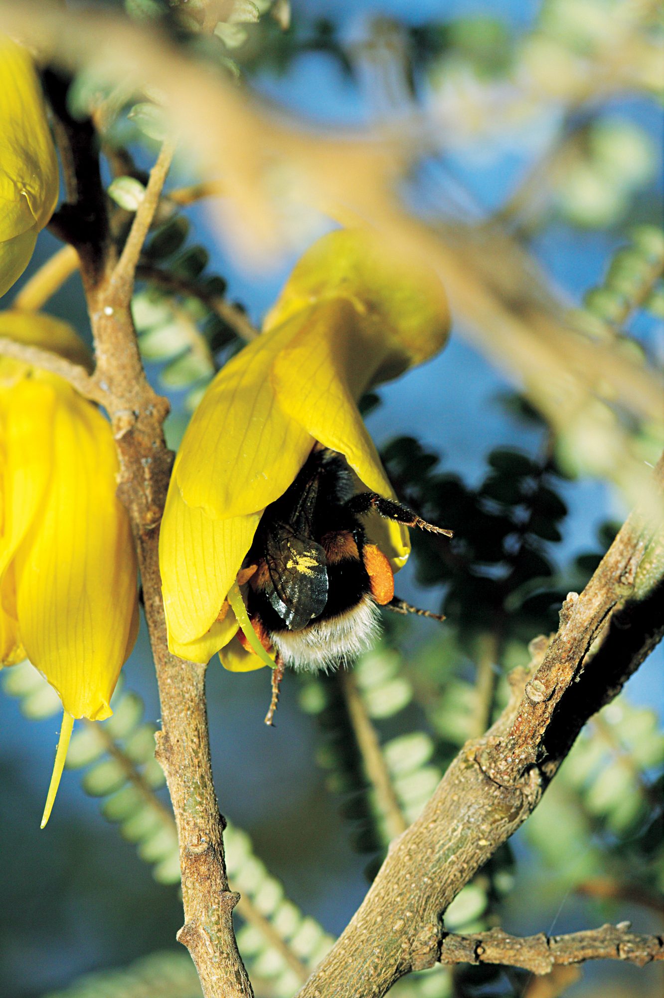 Kowhai | New Zealand Geographic