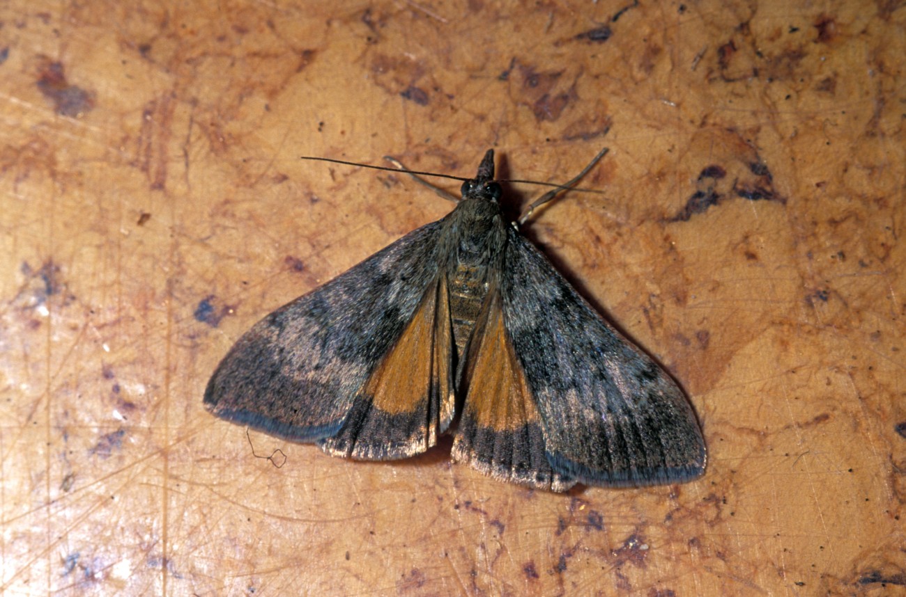 Kowhai | New Zealand Geographic