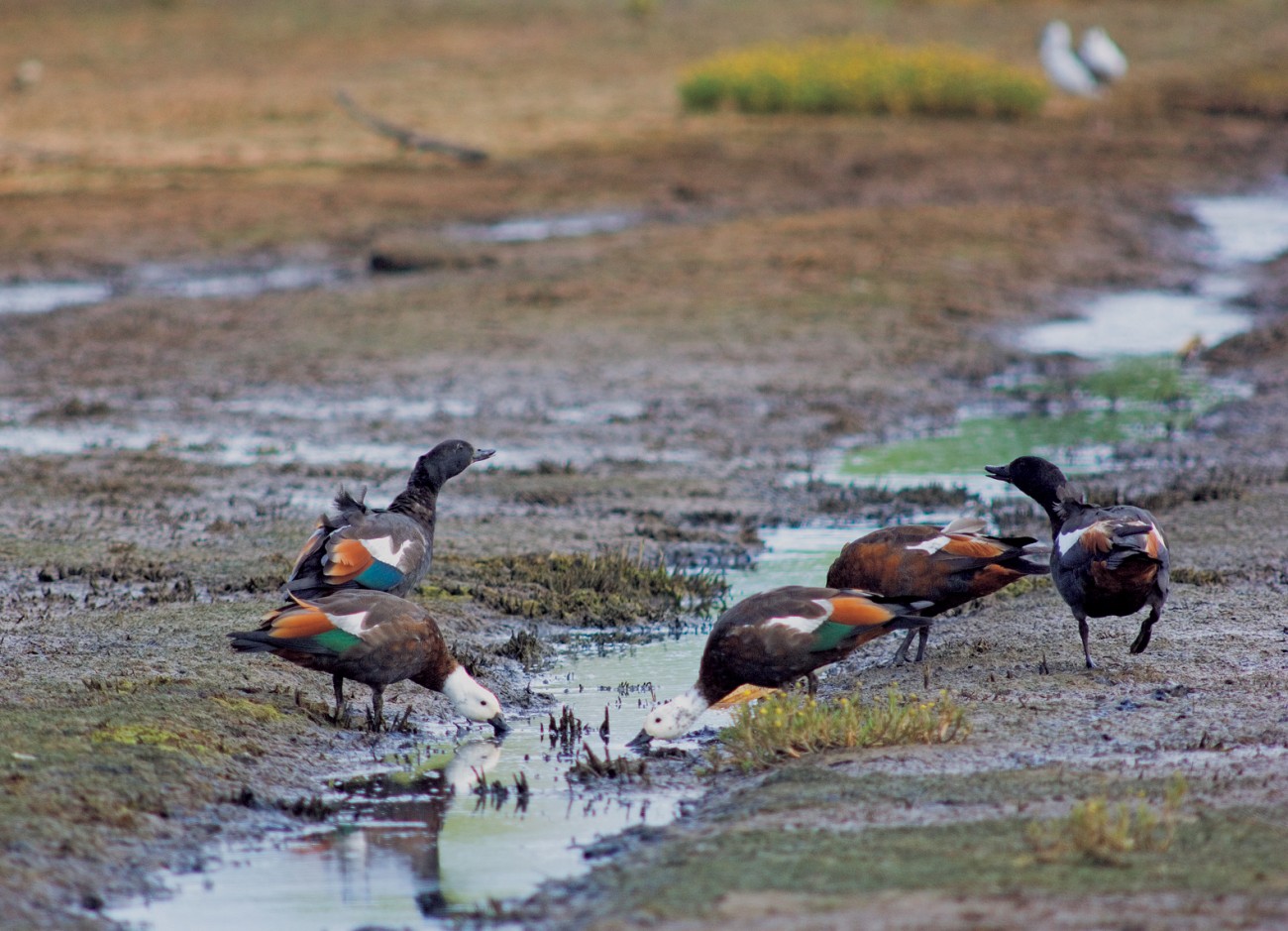 Birth of a Wetland | New Zealand Geographic