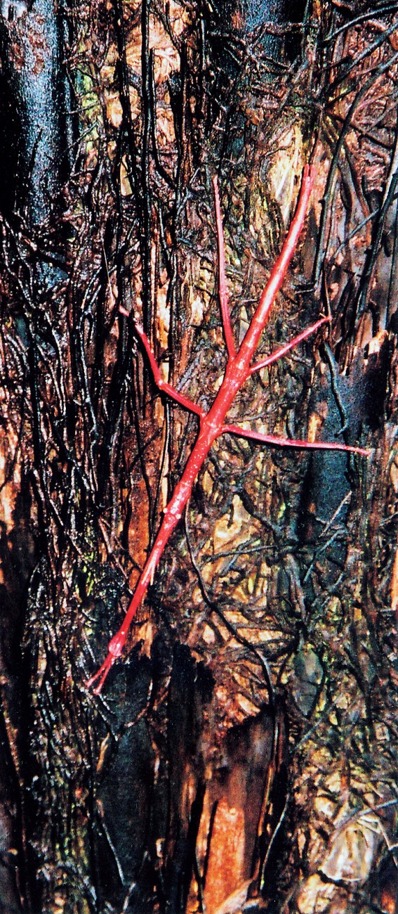 Stick Insects | New Zealand Geographic