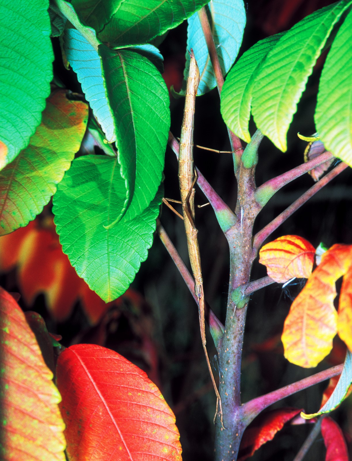 Stick Insects | New Zealand Geographic