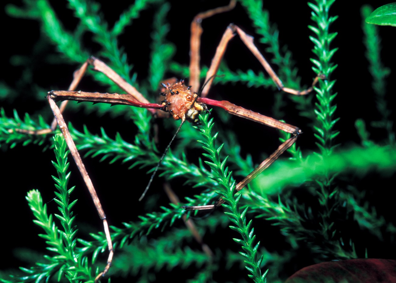 Stick Insects | New Zealand Geographic