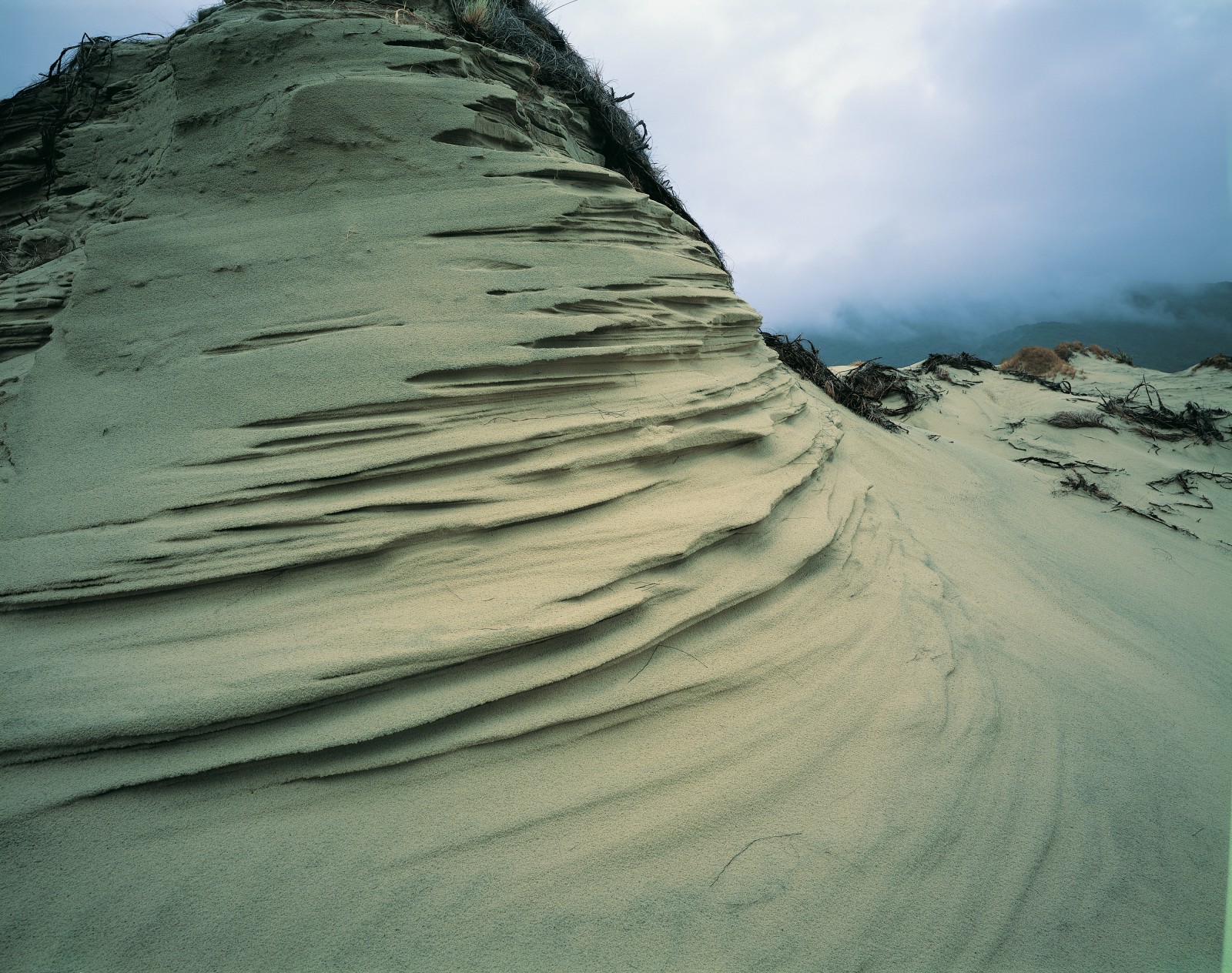 Mason Bay marram | New Zealand Geographic