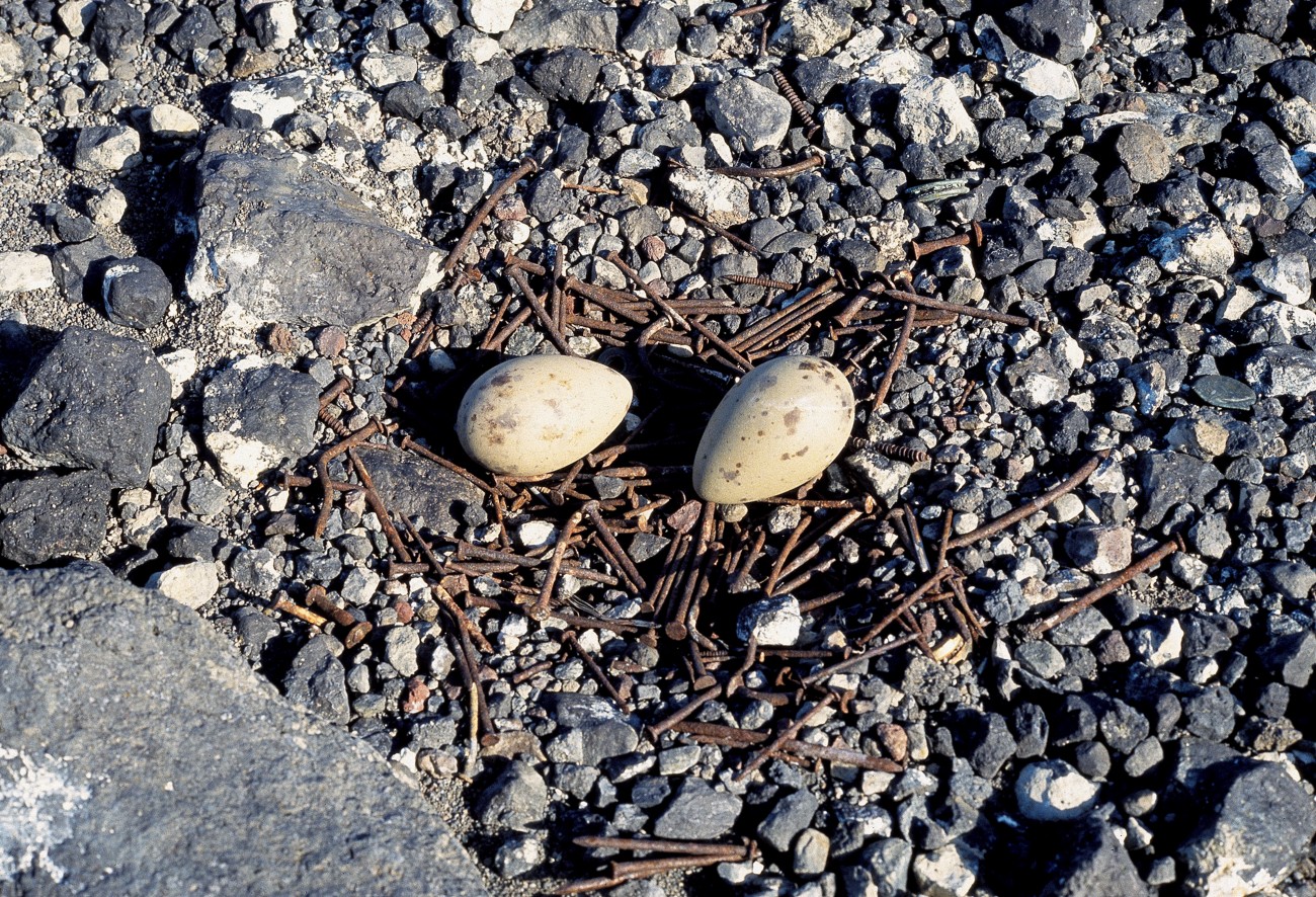 Great skuas | New Zealand Geographic