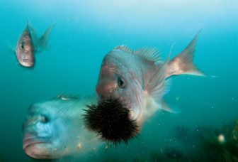 No Take Zone | New Zealand Geographic