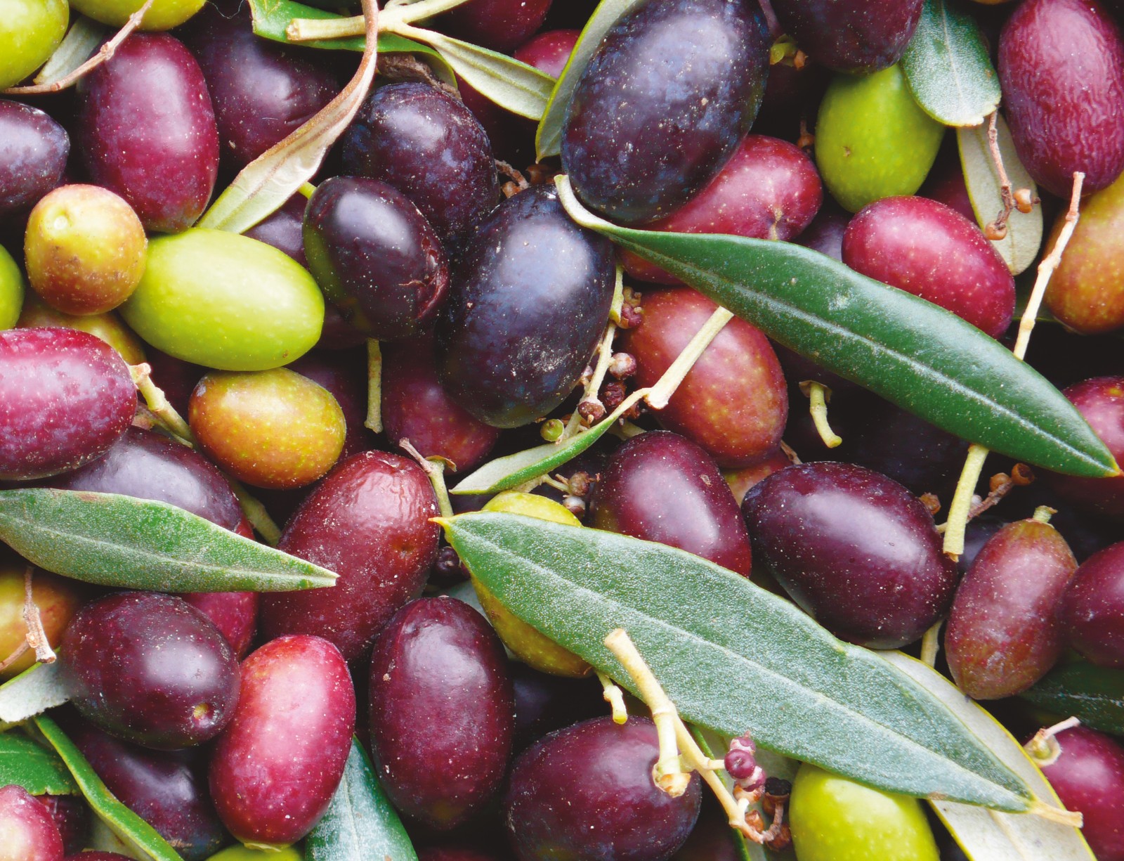 Hard pressed | New Zealand Geographic