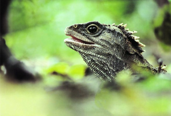 Tuatara - A survivor from the dinosaur age | New Zealand Geographic