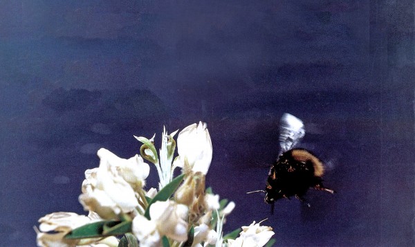 Flight of the bumblebee | New Zealand Geographic